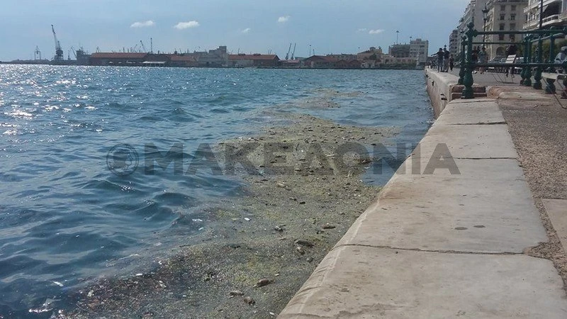 Νεκρά ποντίκια γέμισε ο Θερμαϊκός στη Θεσσαλονίκη (Βίντεο & Φωτ.)