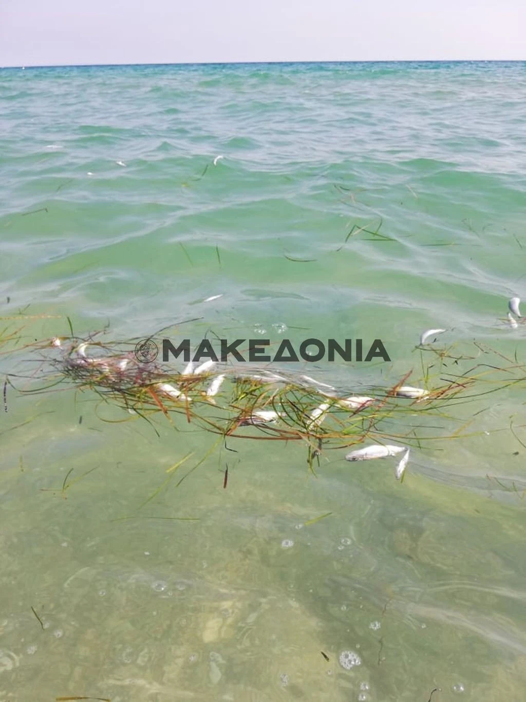 Ξεβράζει νεκρά ψάρια η θάλασσα στη Χαλκιδική (φωτ.)
