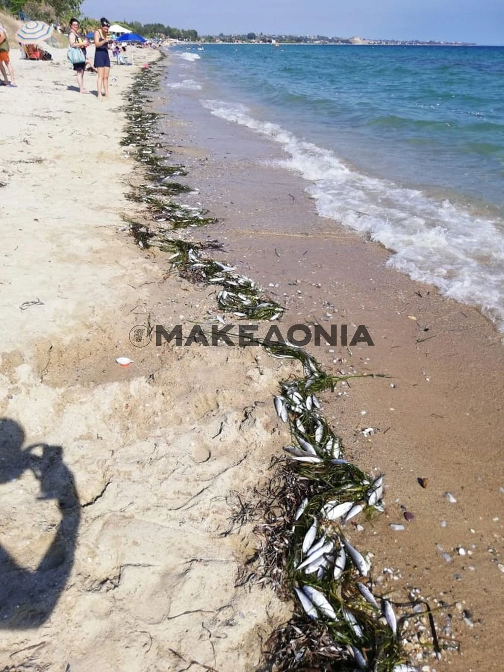 Ξεβράζει νεκρά ψάρια η θάλασσα στη Χαλκιδική (φωτ.)